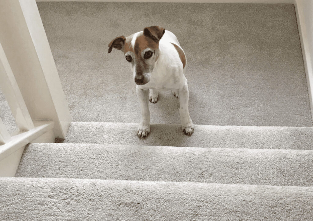 愛犬の足腰が弱ってきた？｜犬の骨関節炎の症状と治療法｜獣医師コラム-富山県射水市の動物病院なら吉田動物病院