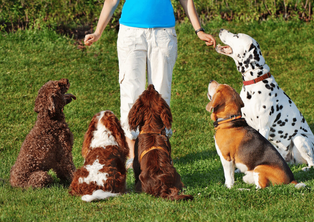 犬のしつけは愛情のカタチ｜正しいしつけで築く幸せな関係｜獣医師コラム-富山県射水市の動物病院なら吉田動物病院